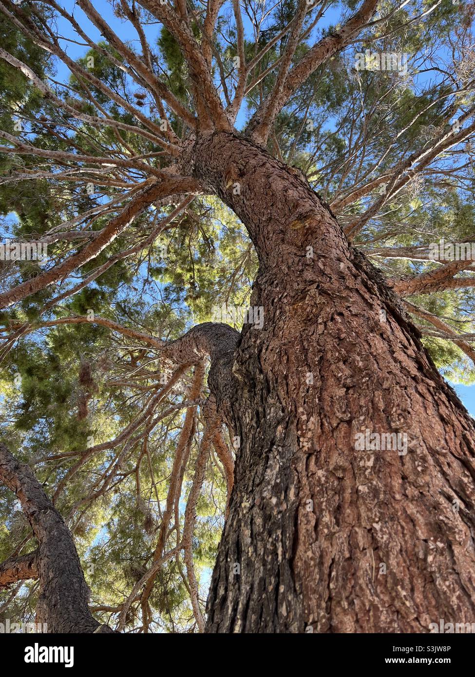 Limbs color hi-res stock photography and images - Alamy