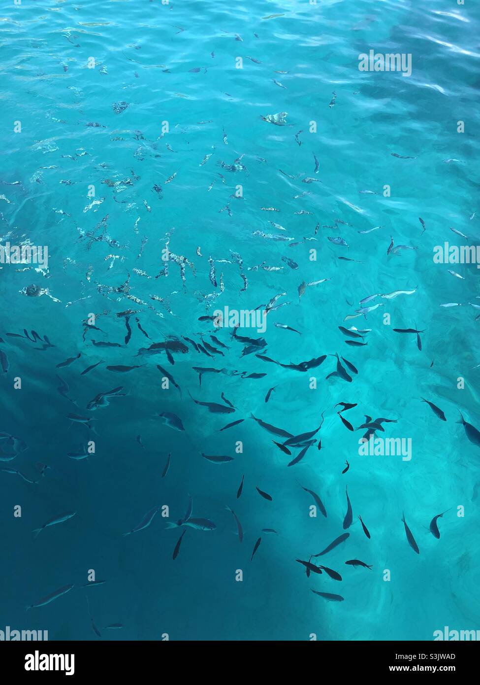 Fish shoal in the blue transparent water of the Adriatic Sea Stock ...
