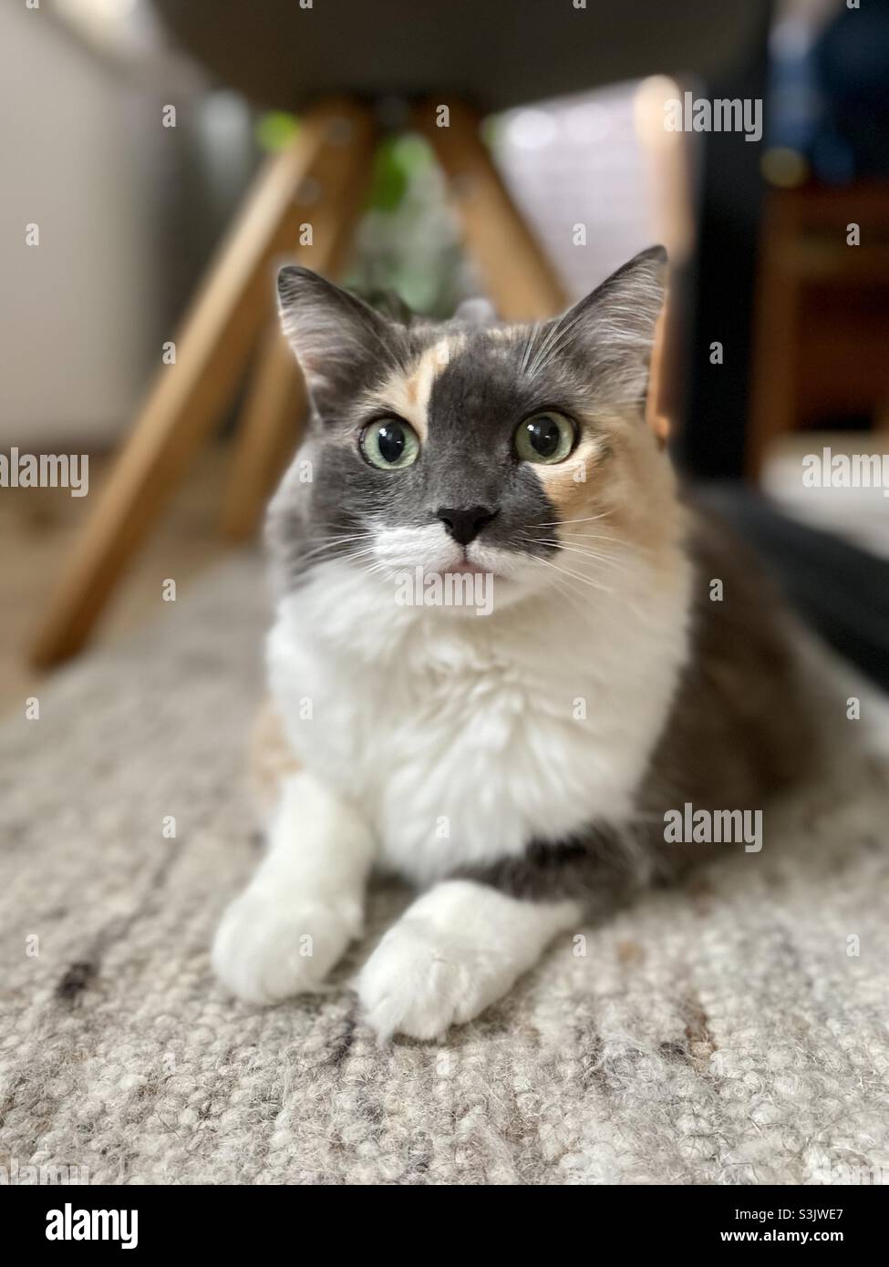 Three colours hi-res stock photography and images - Alamy