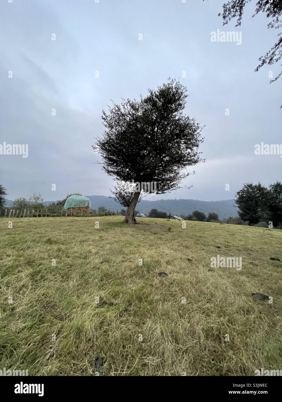 Iran tree hi-res stock photography and images - Alamy