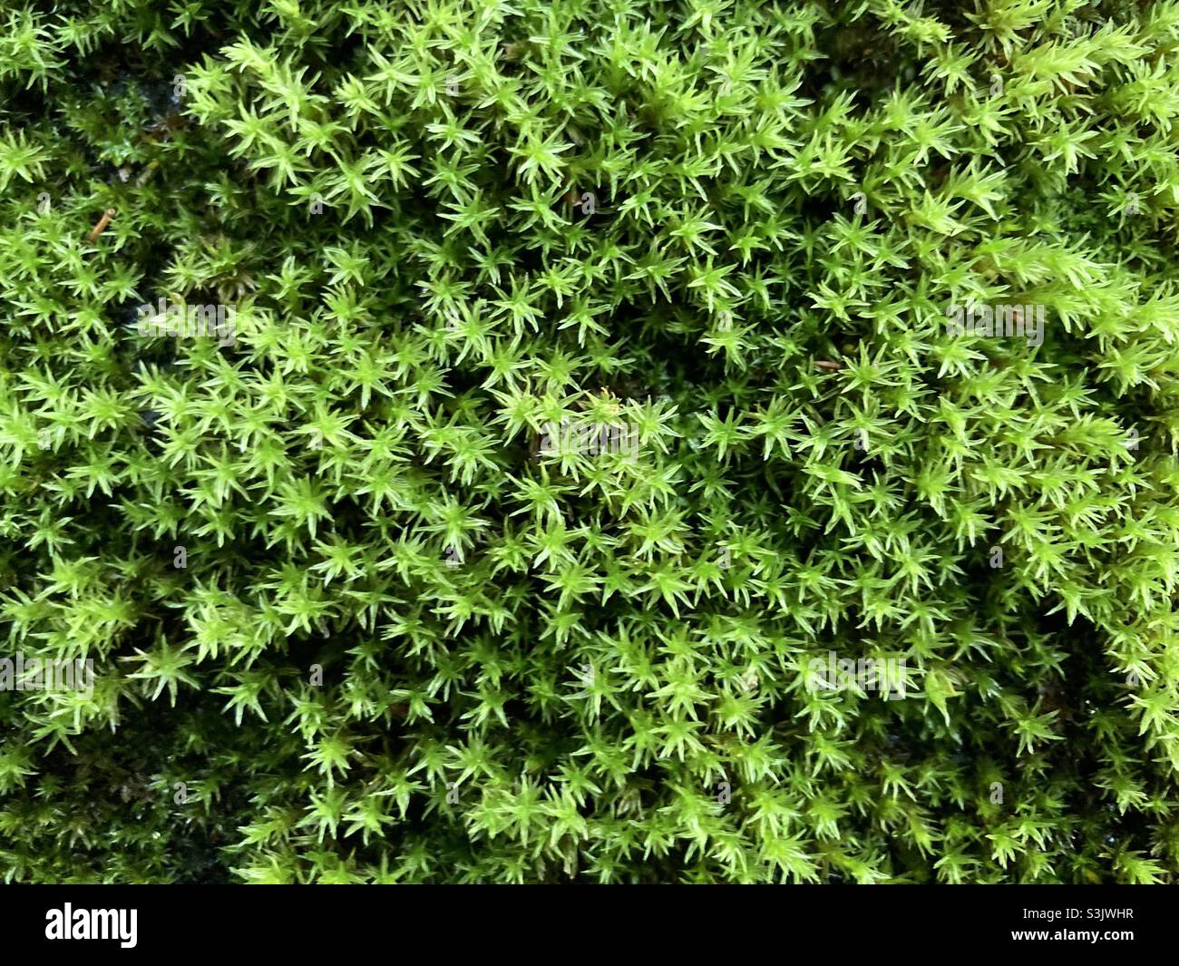 Leaf of the bog moss hi-res stock photography and images - Alamy