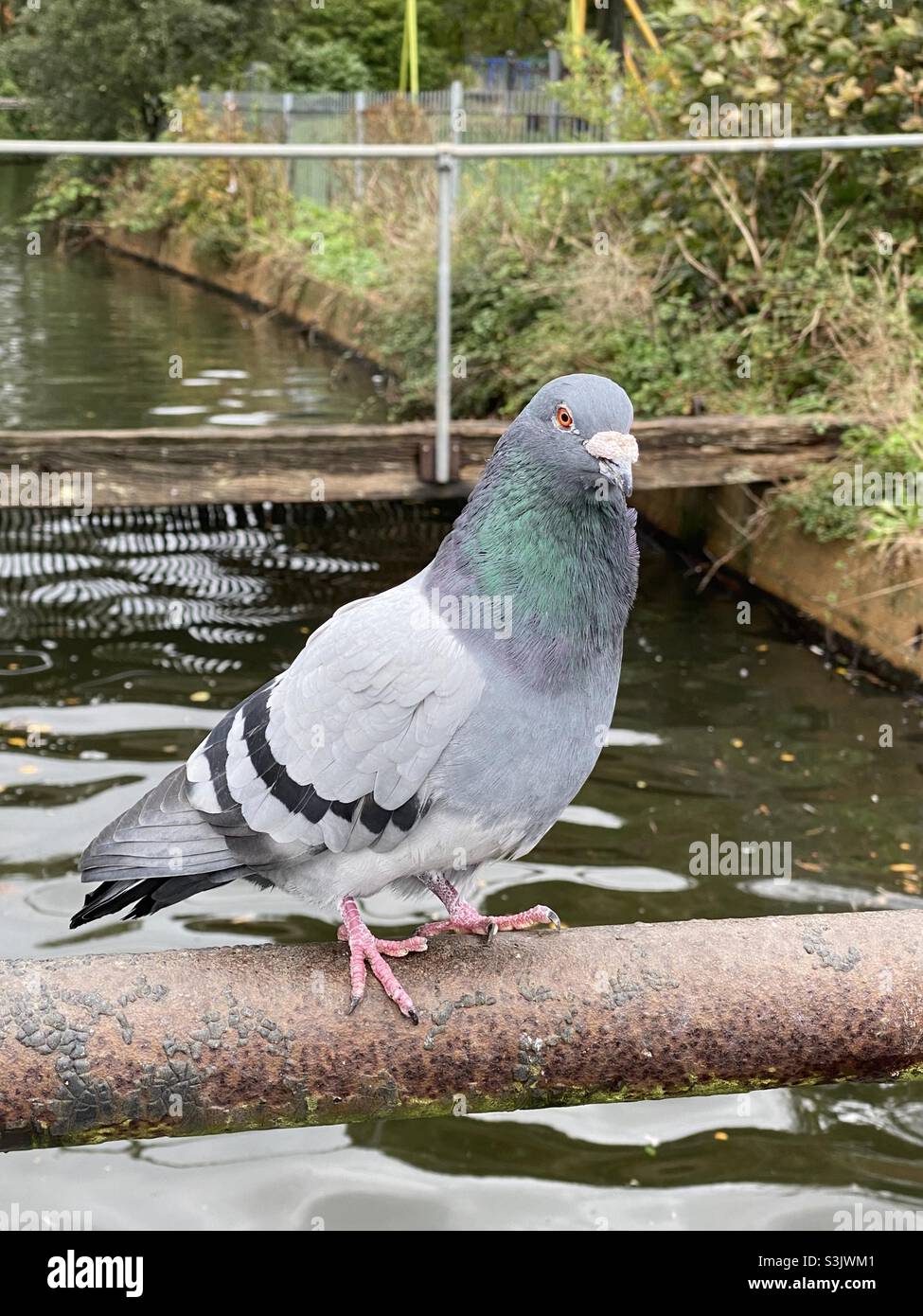 Large pigeon hi-res stock photography and images - Alamy