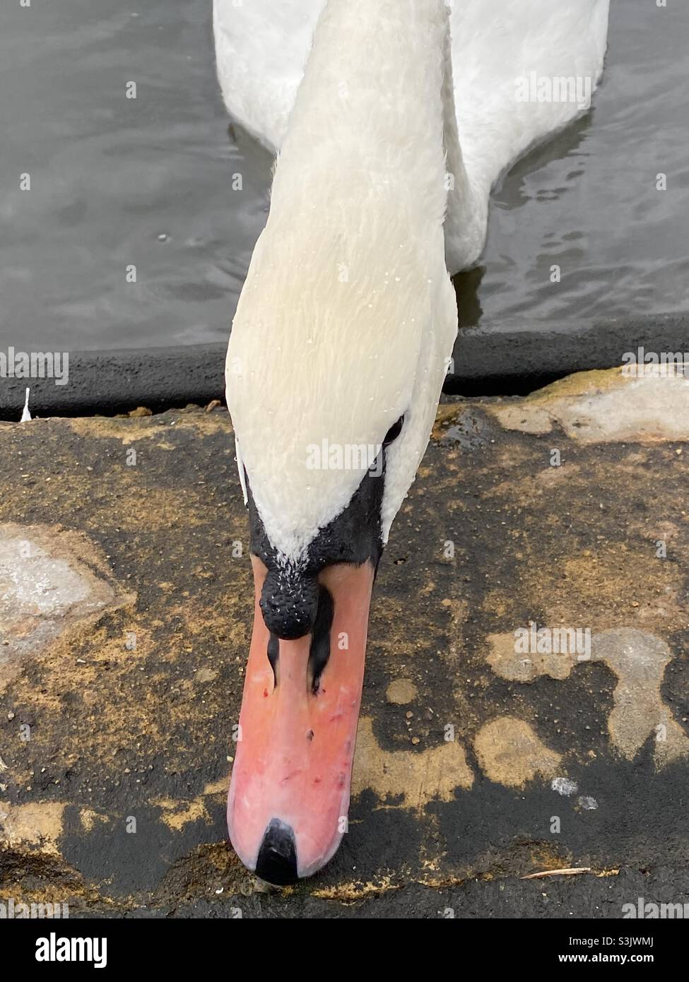 Concrete swan hi-res stock photography and images - Alamy