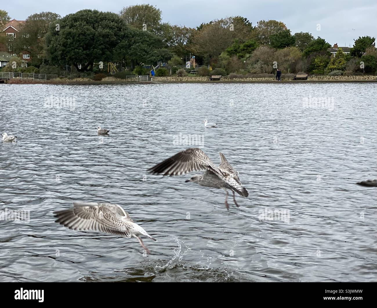 Juvenile seagulls hi-res stock photography and images - Alamy