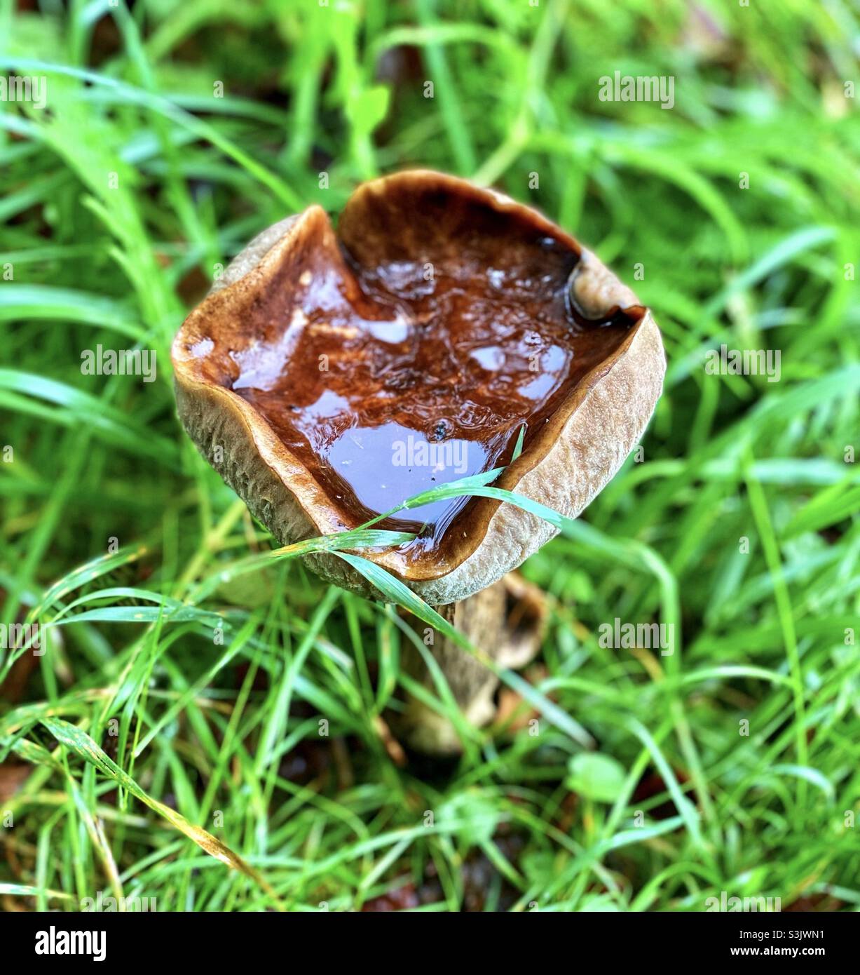 Water mushroom hi-res stock photography and images - Alamy