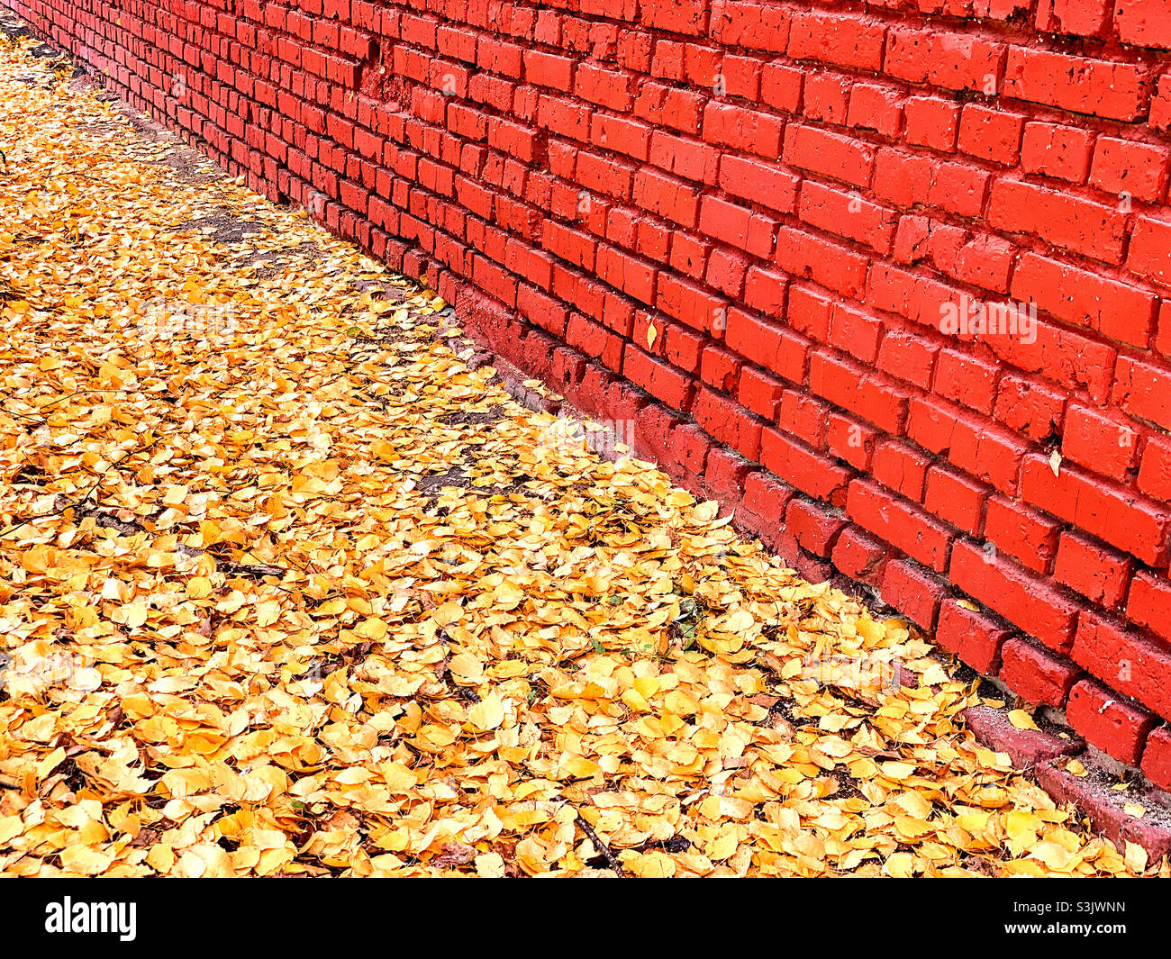 yellow autumn leaves near red brick wall Stock Photo - Alamy