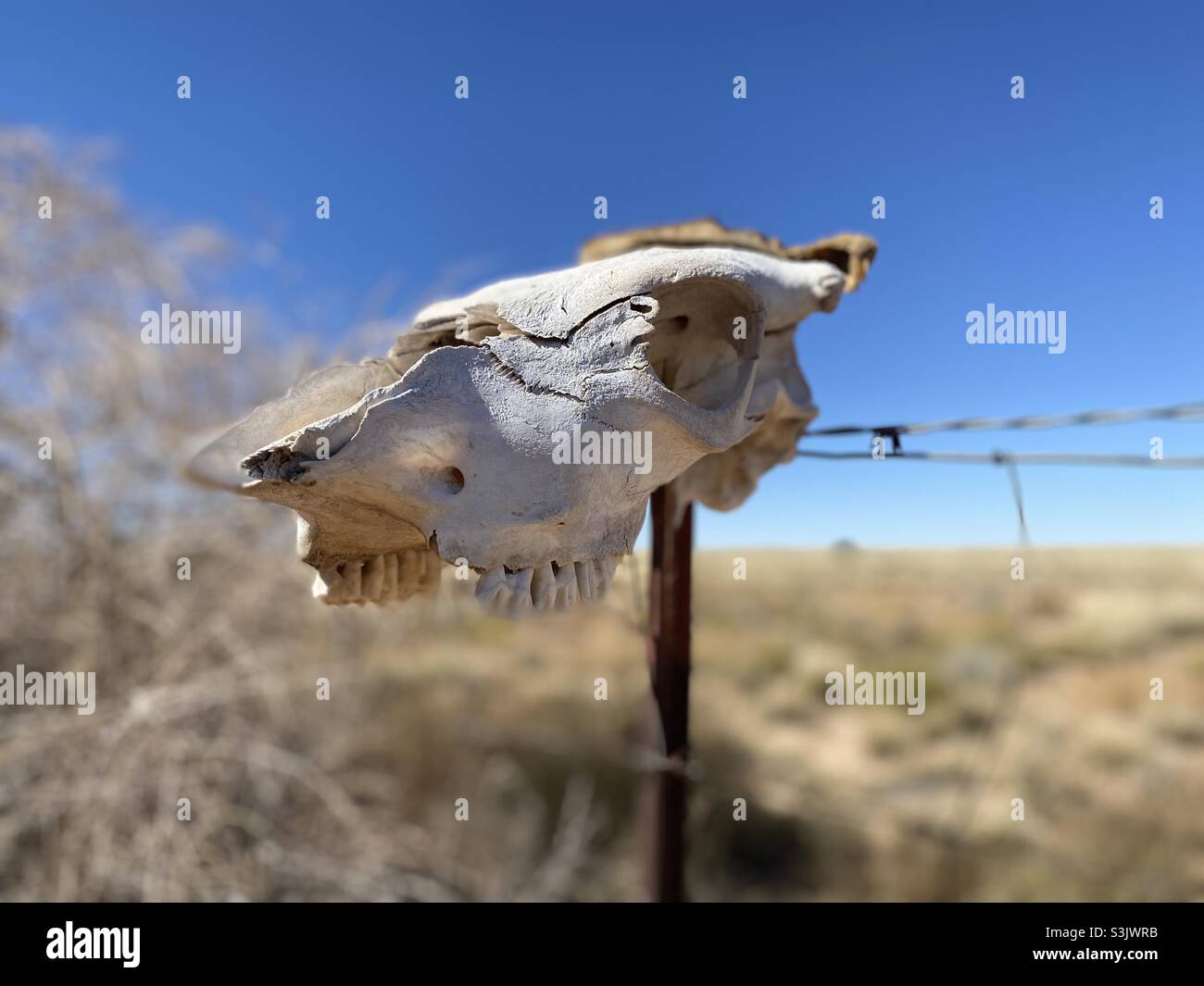 Weathered skull atop a fence post Stock Photo - Alamy