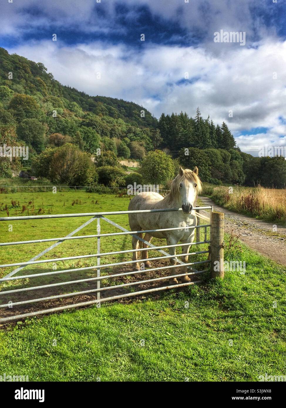 Horse in Paddock Stock Photo - Alamy