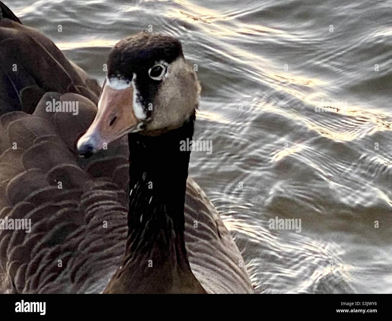 Canada goose hybrid hi-res stock photography and images - Alamy