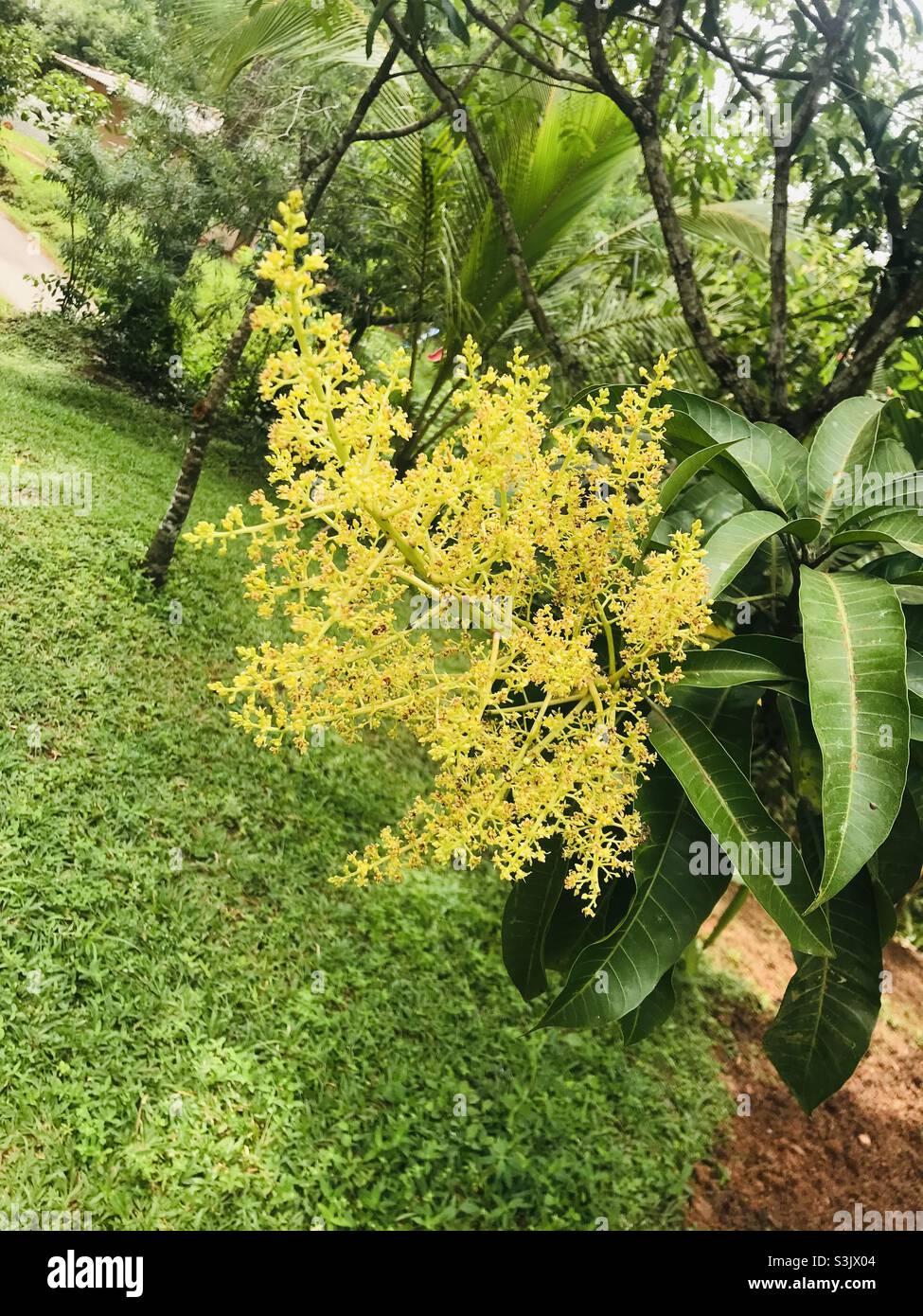 Mango flower hi-res stock photography and images - Alamy