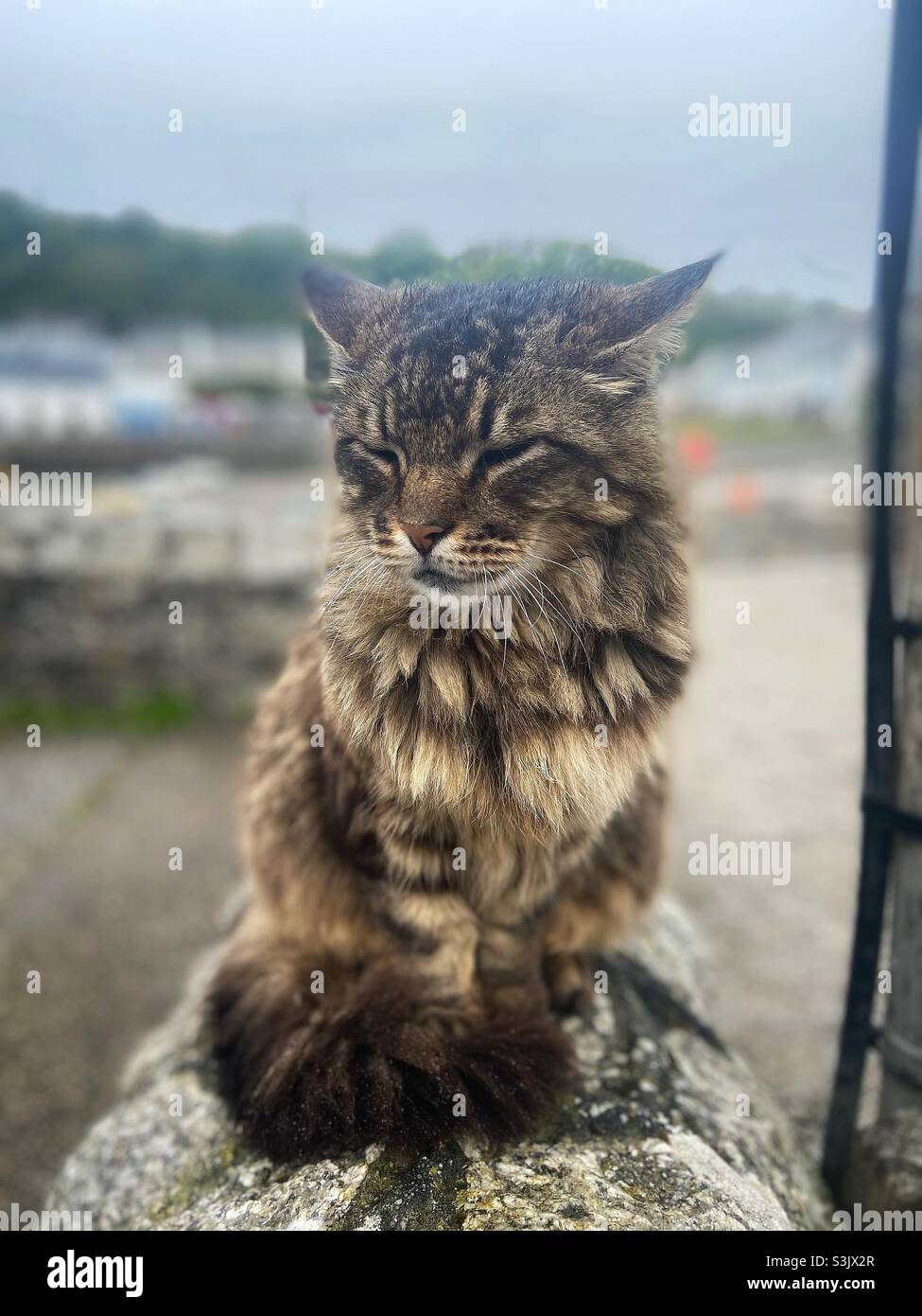 Wet cat hi-res stock photography and images - Alamy