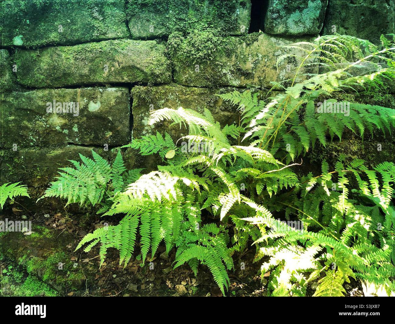 Green fern by a mossy, green stone wall Stock Photo - Alamy