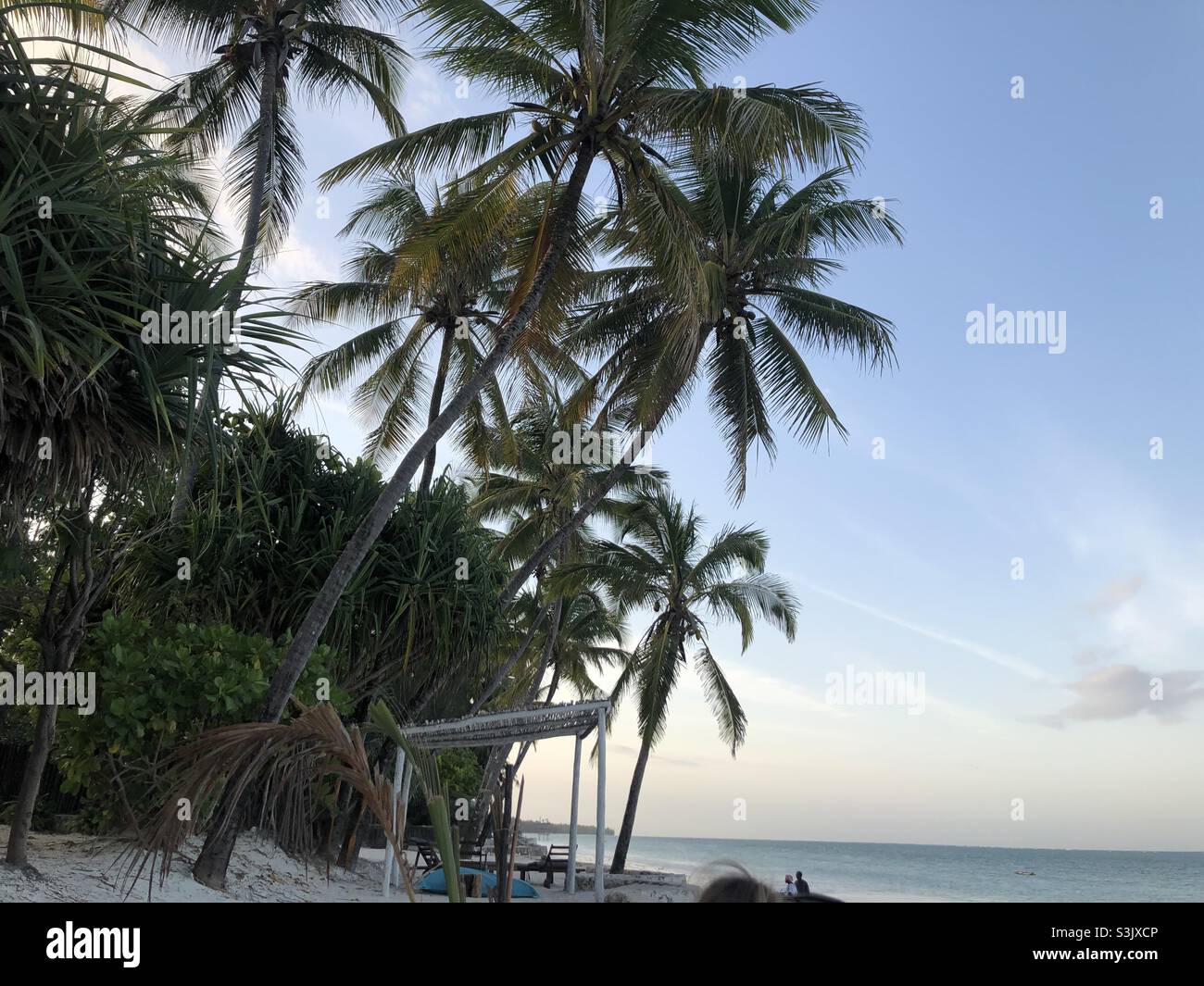 Palm tree paradise Stock Photo - Alamy