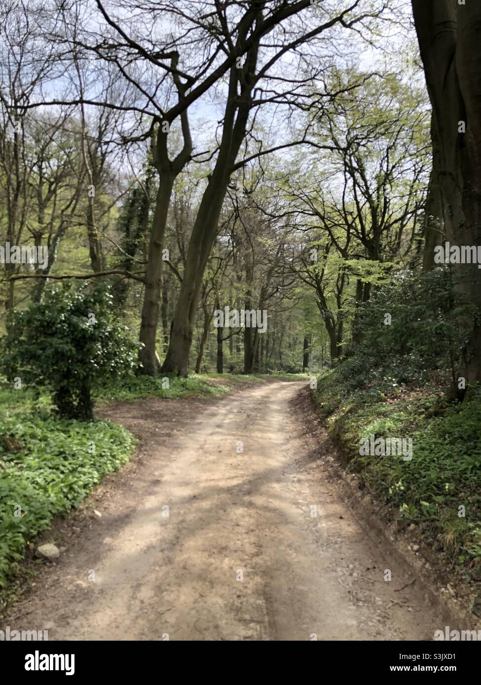 Forrest pathway hi-res stock photography and images - Alamy