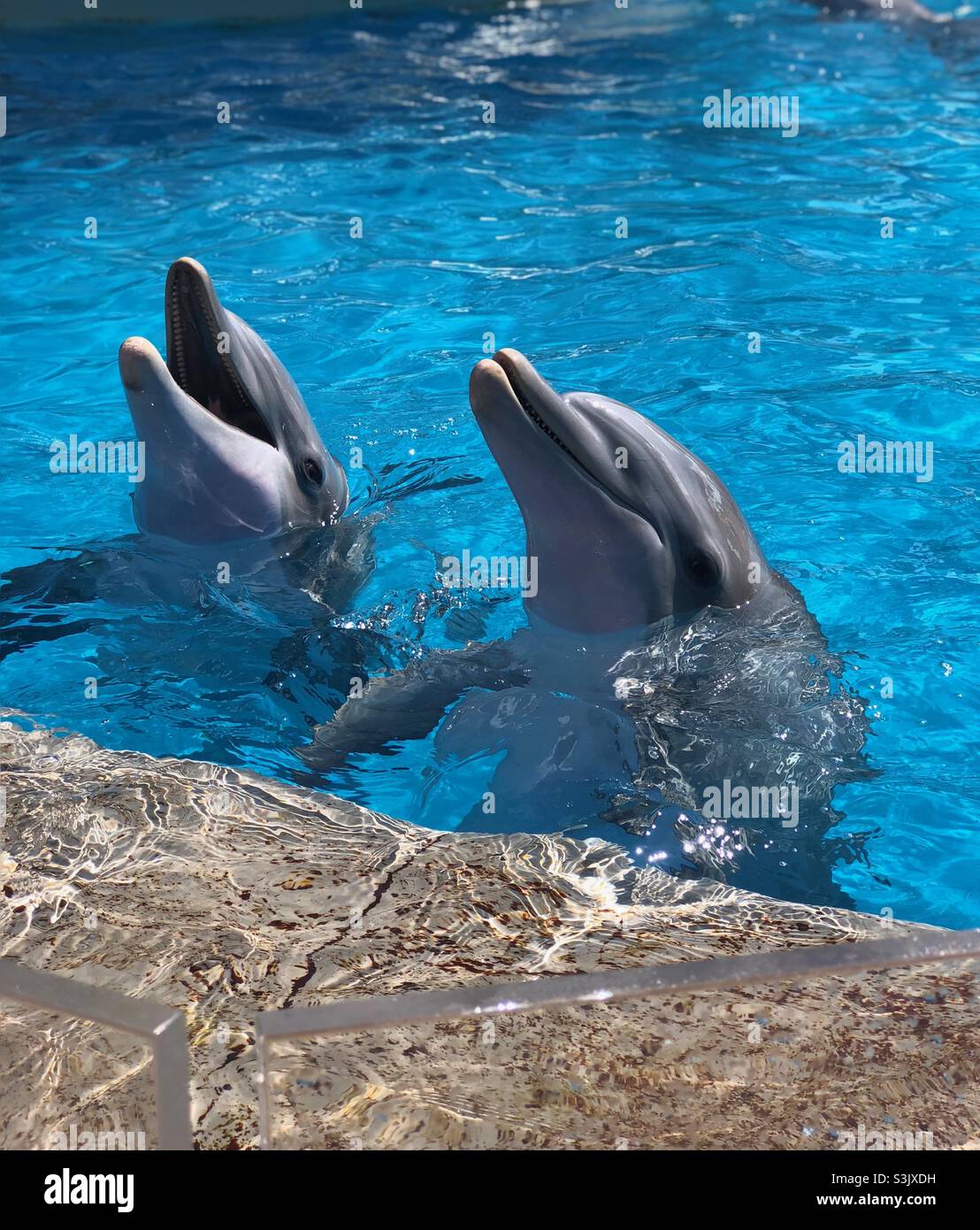Dolphin flipper marine hi-res stock photography and images - Alamy