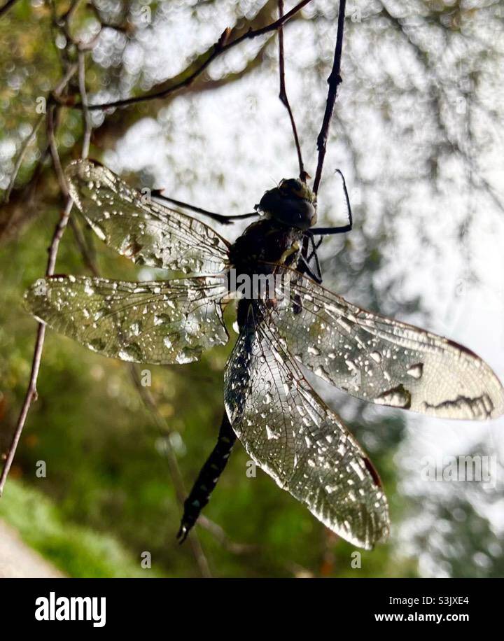 Dragonfly in the rain Stock Photo - Alamy