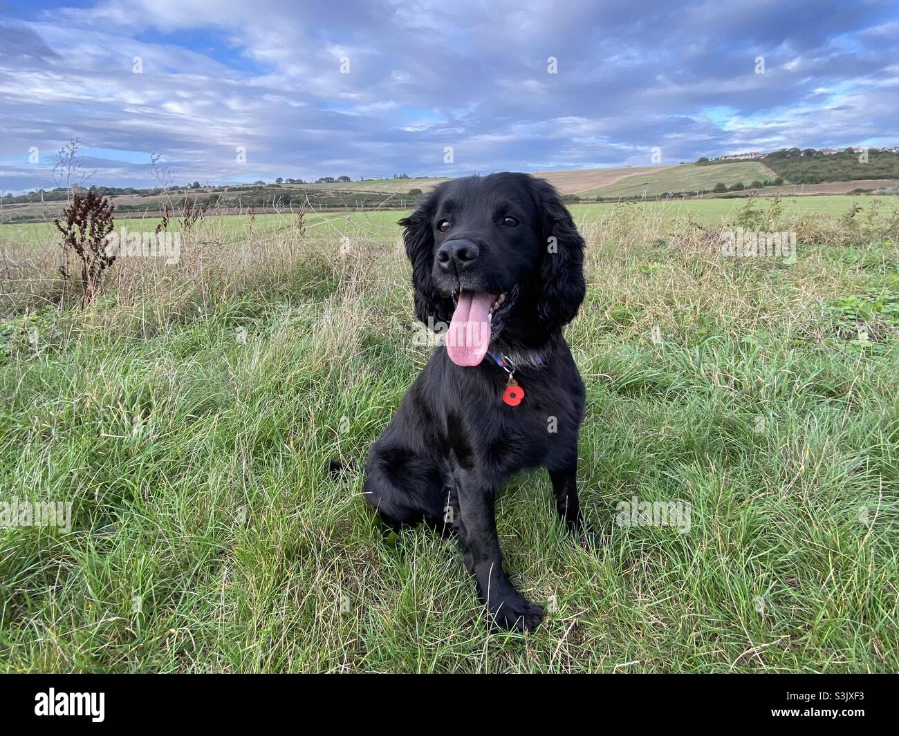 Poppy Dog High Resolution Stock Photography and Images - Alamy