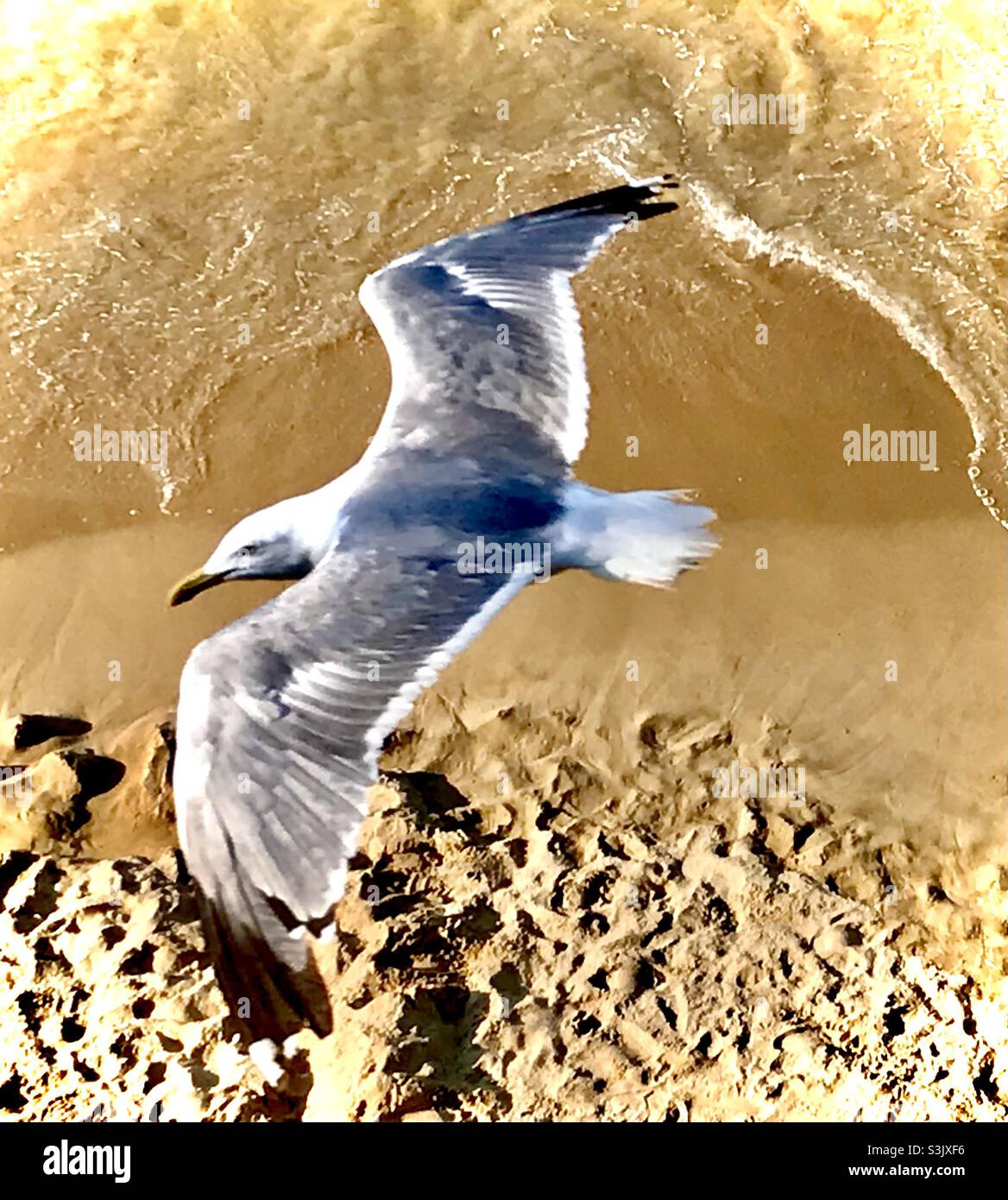 Seagull in flight Stock Photo - Alamy