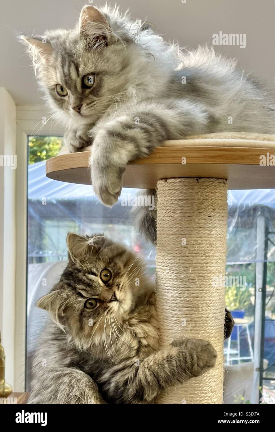 Cat tree hi-res stock photography and images - Alamy