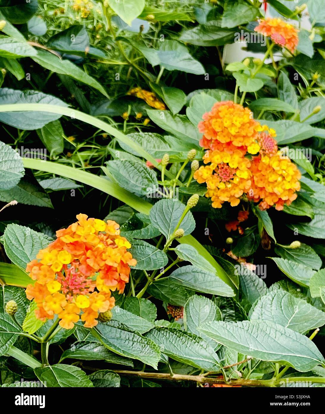 Lovely yellow lantana flowers Stock Photo - Alamy