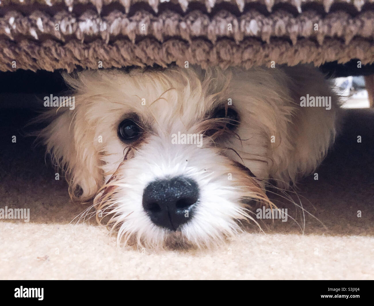Dog Covering His Face