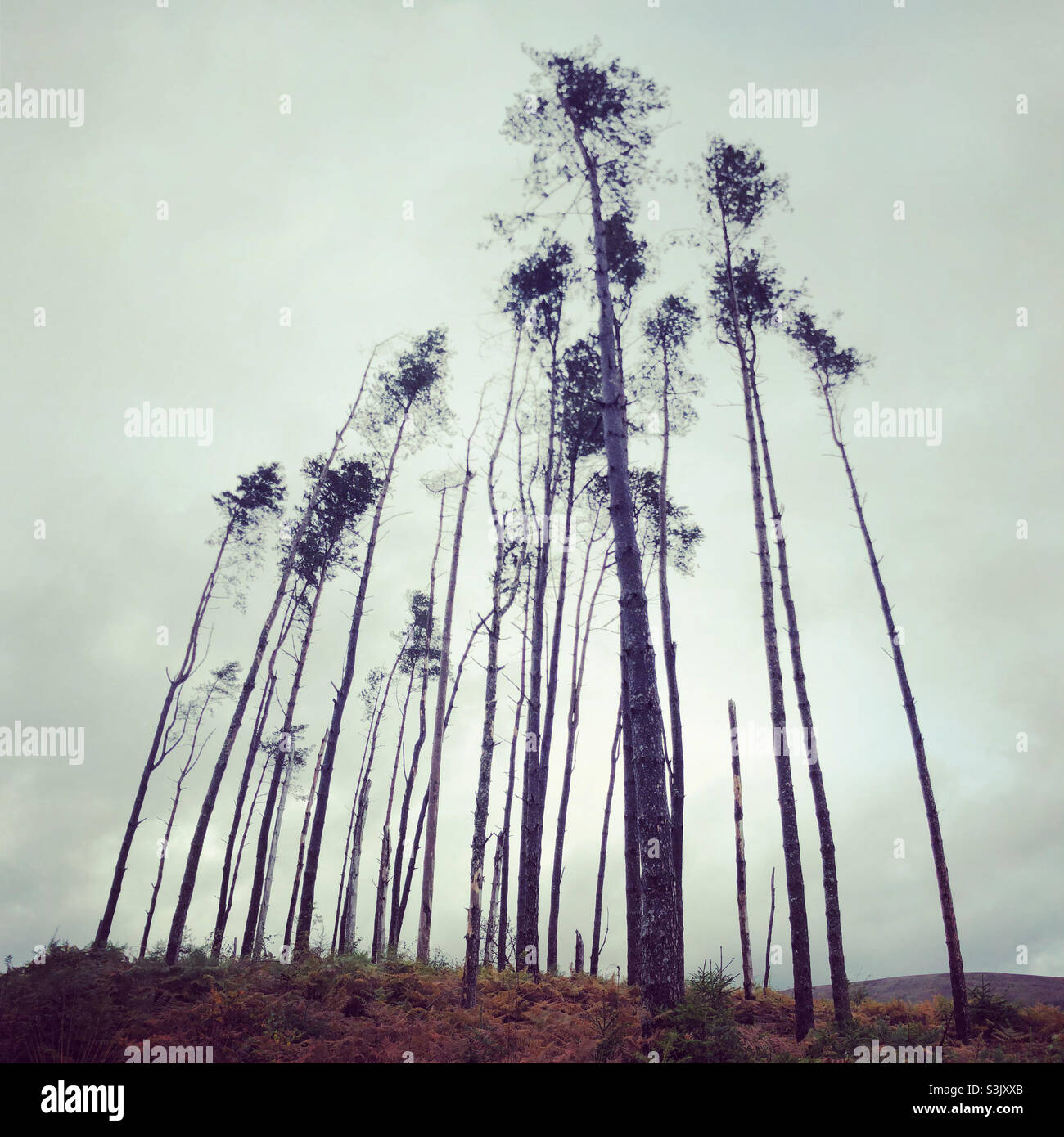 Scots pine trees scotland hi-res stock photography and images - Alamy