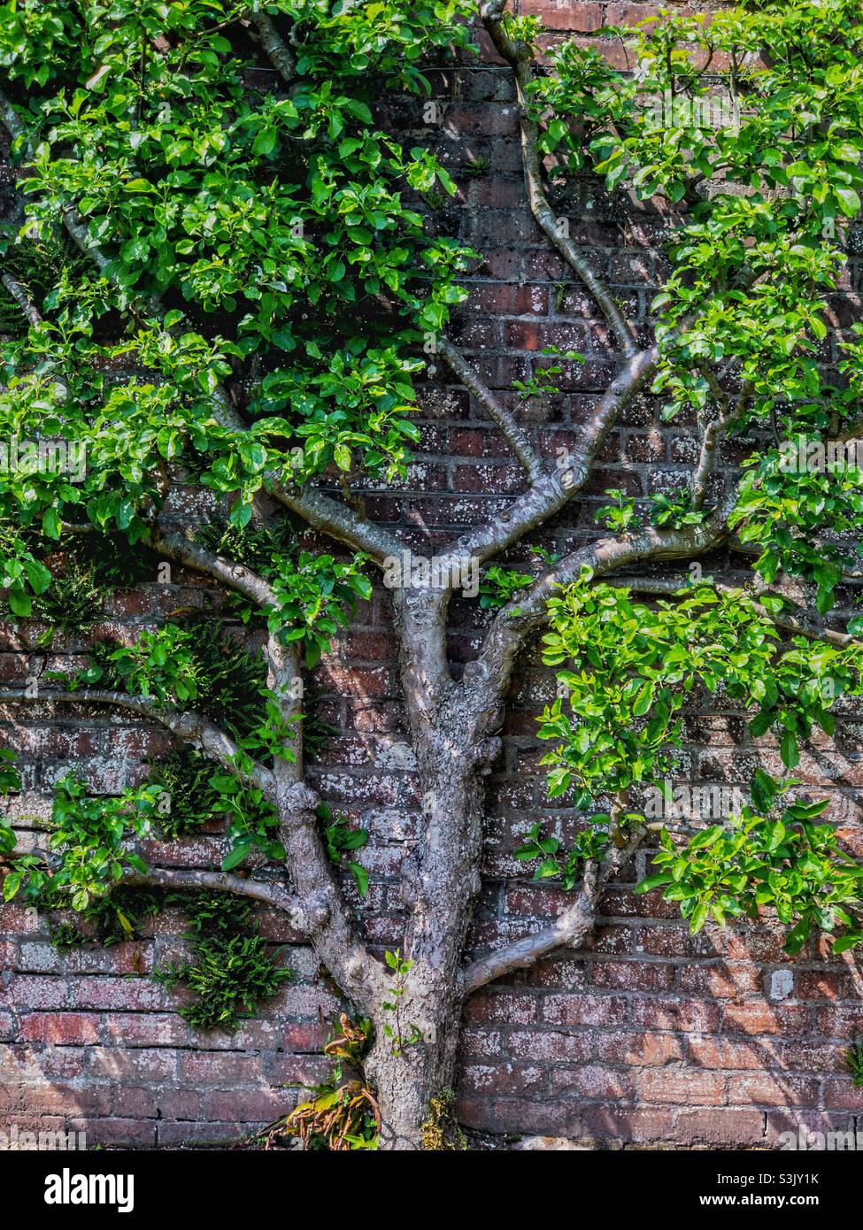 Walled Garden Threave Gardens High Resolution Stock Photography and ...
