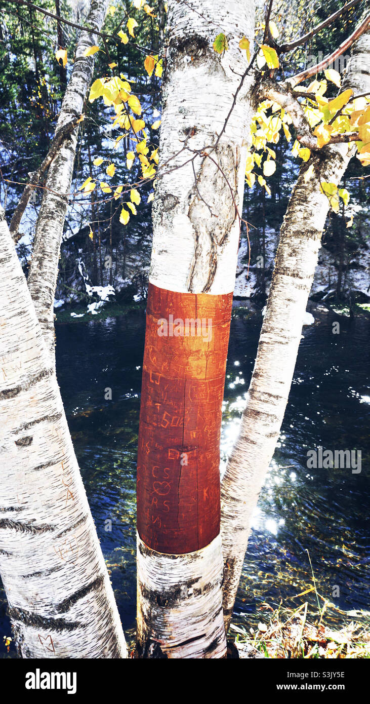 Aspen tree carving High Resolution Stock Photography and Images - Alamy