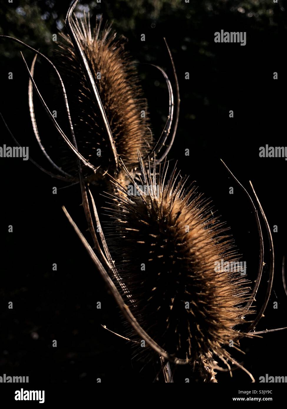 Dried milk thistle hi-res stock photography and images - Alamy