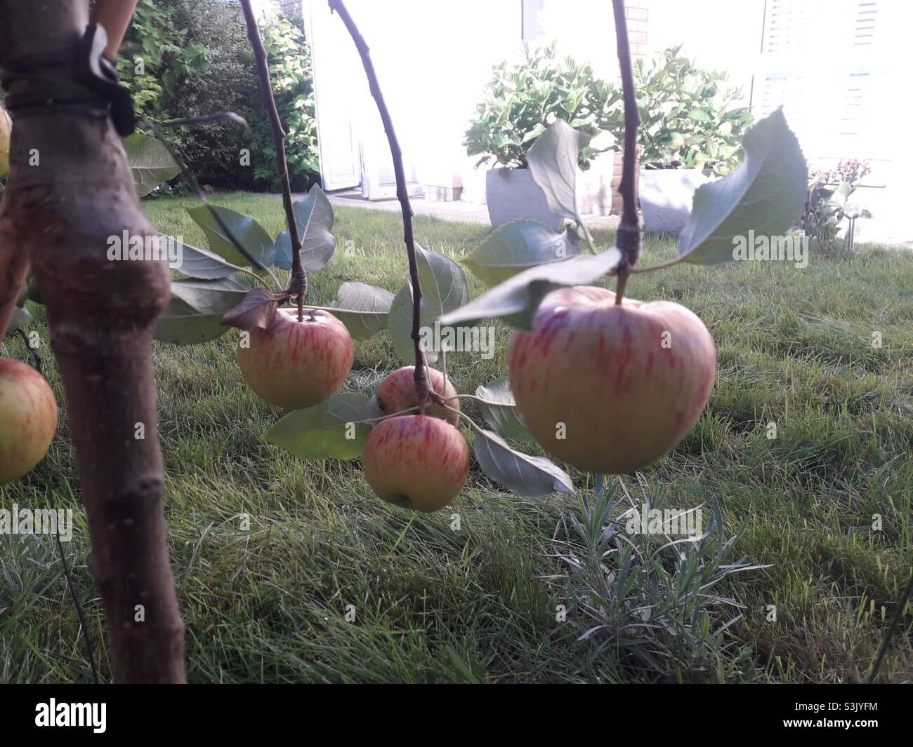 Topaz Apple High Resolution Stock Photography and Images - Alamy