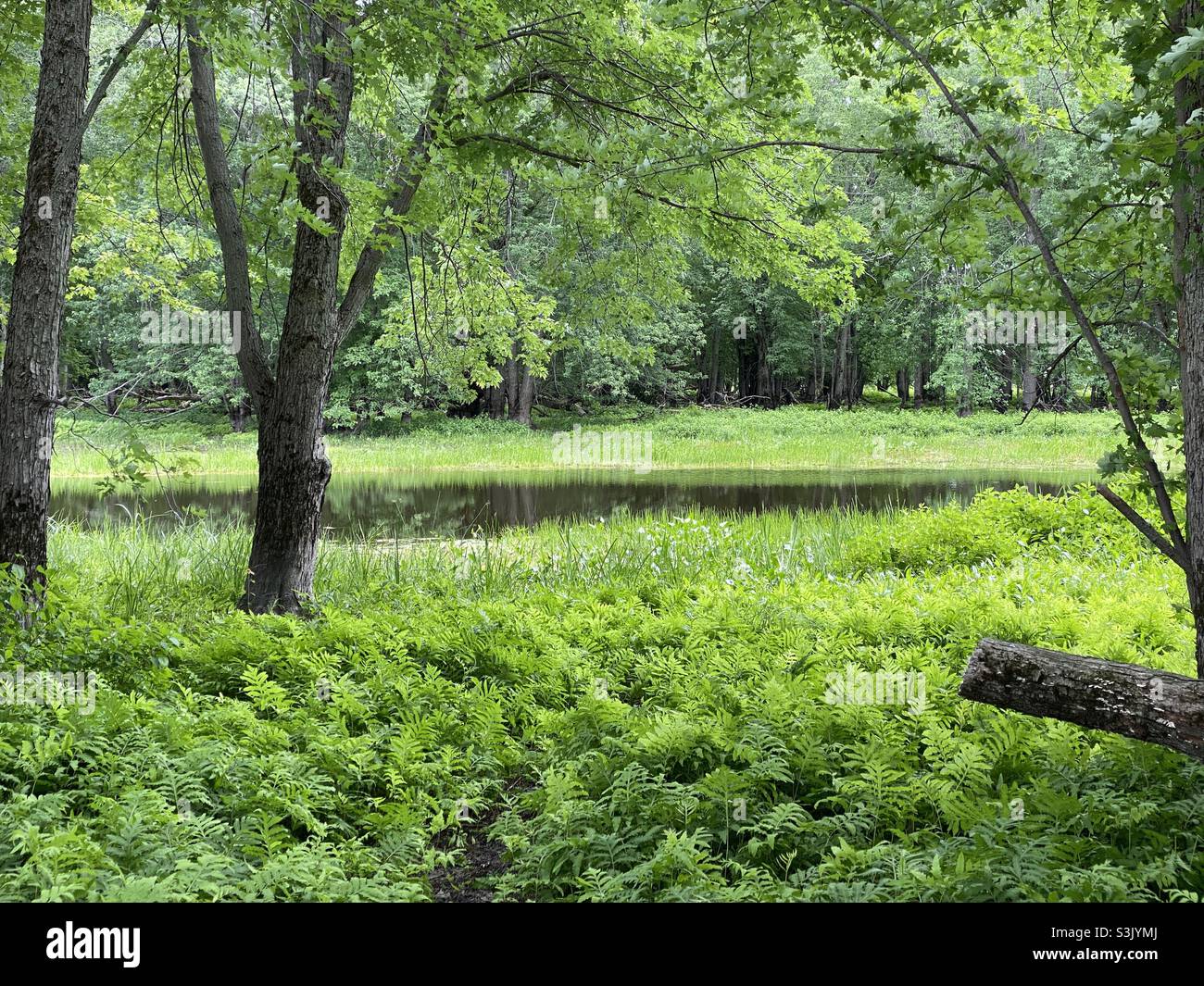 Green marsh hi-res stock photography and images - Alamy