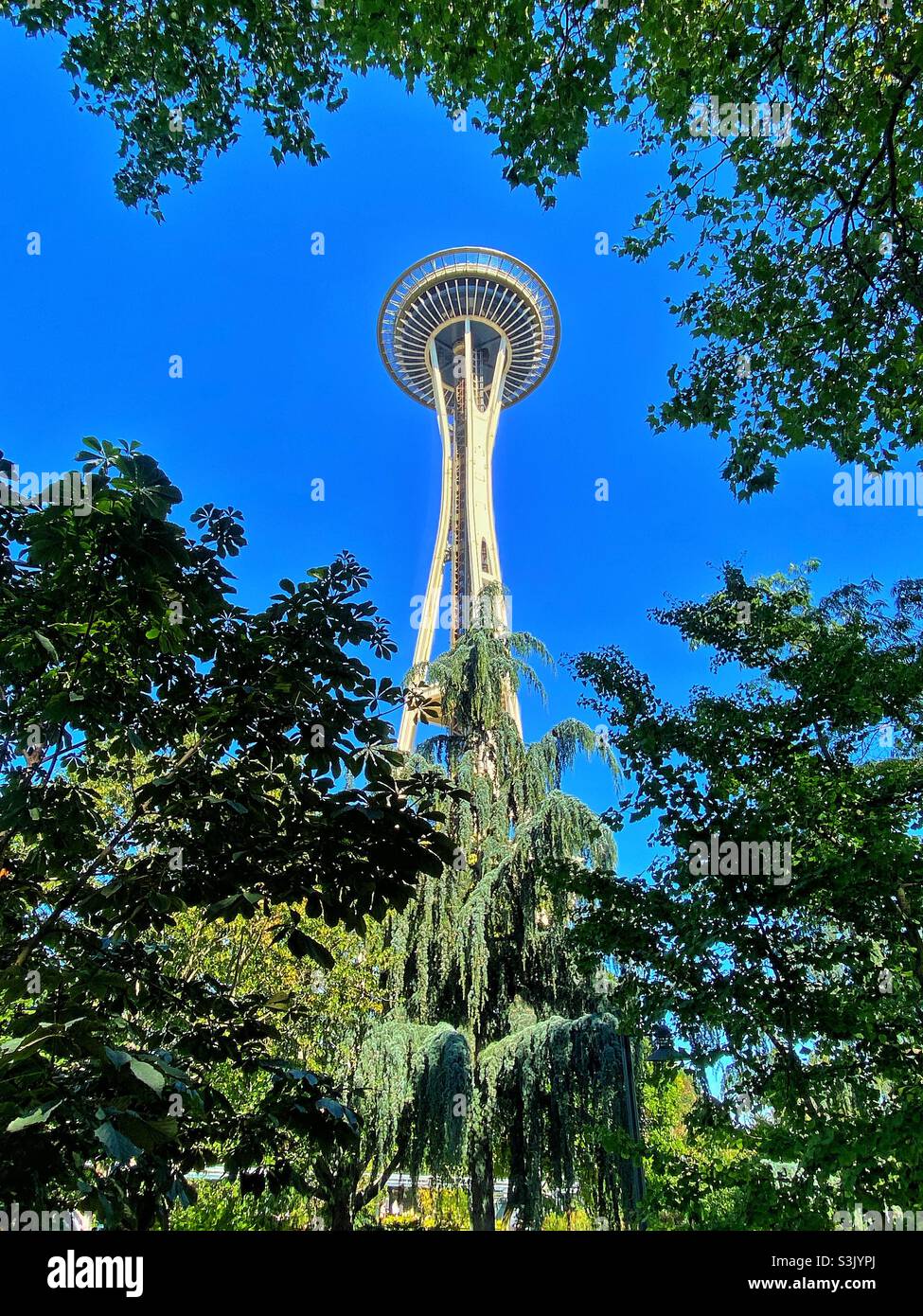 Needle trees hi-res stock photography and images - Alamy