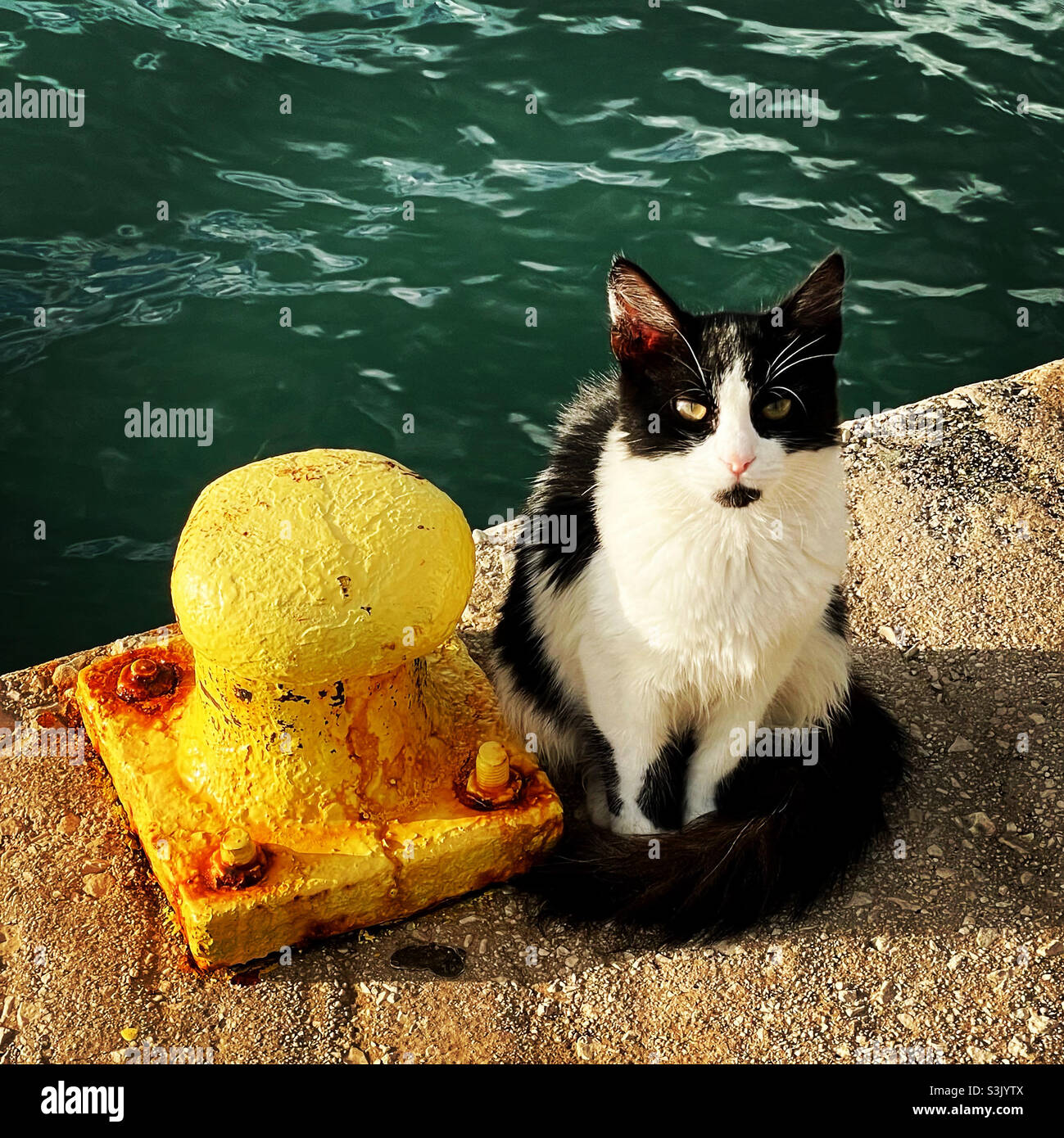 Calm cat hi-res stock photography and images - Alamy
