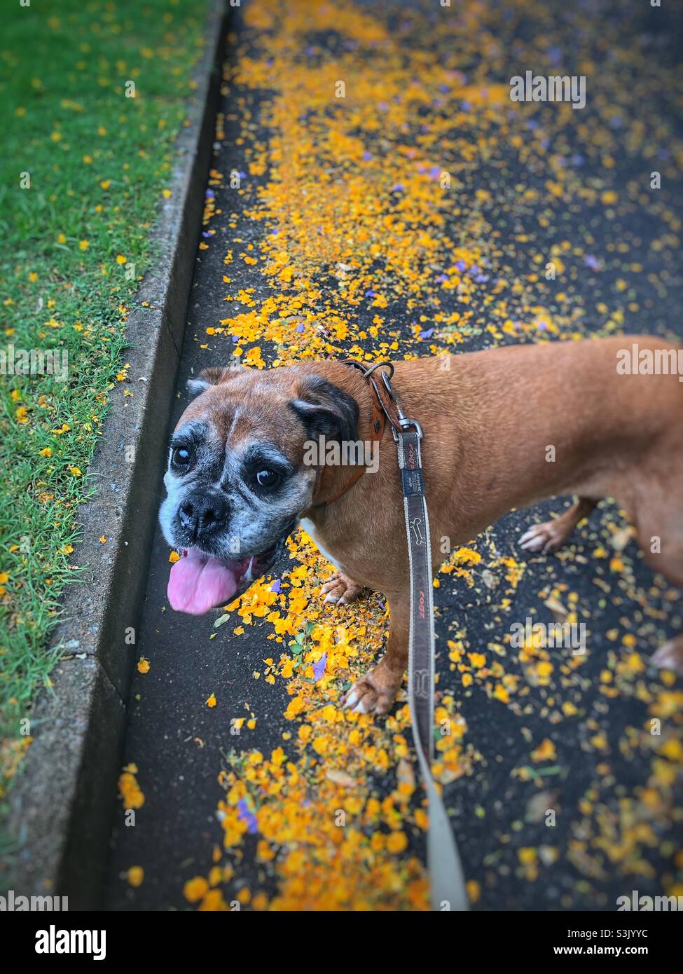 Boxer dog on a walk hi-res stock photography and images - Alamy