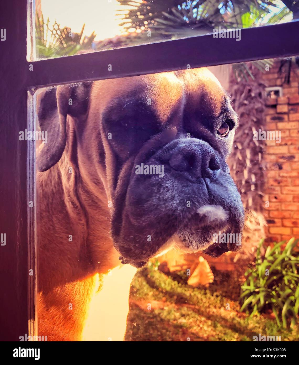Boxer looking though window hi-res stock photography and images - Alamy