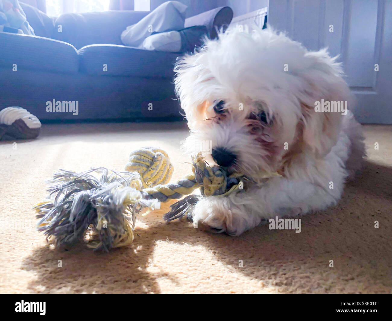 A cavapoo puppy playing with a rope toy Stock Photo - Alamy
