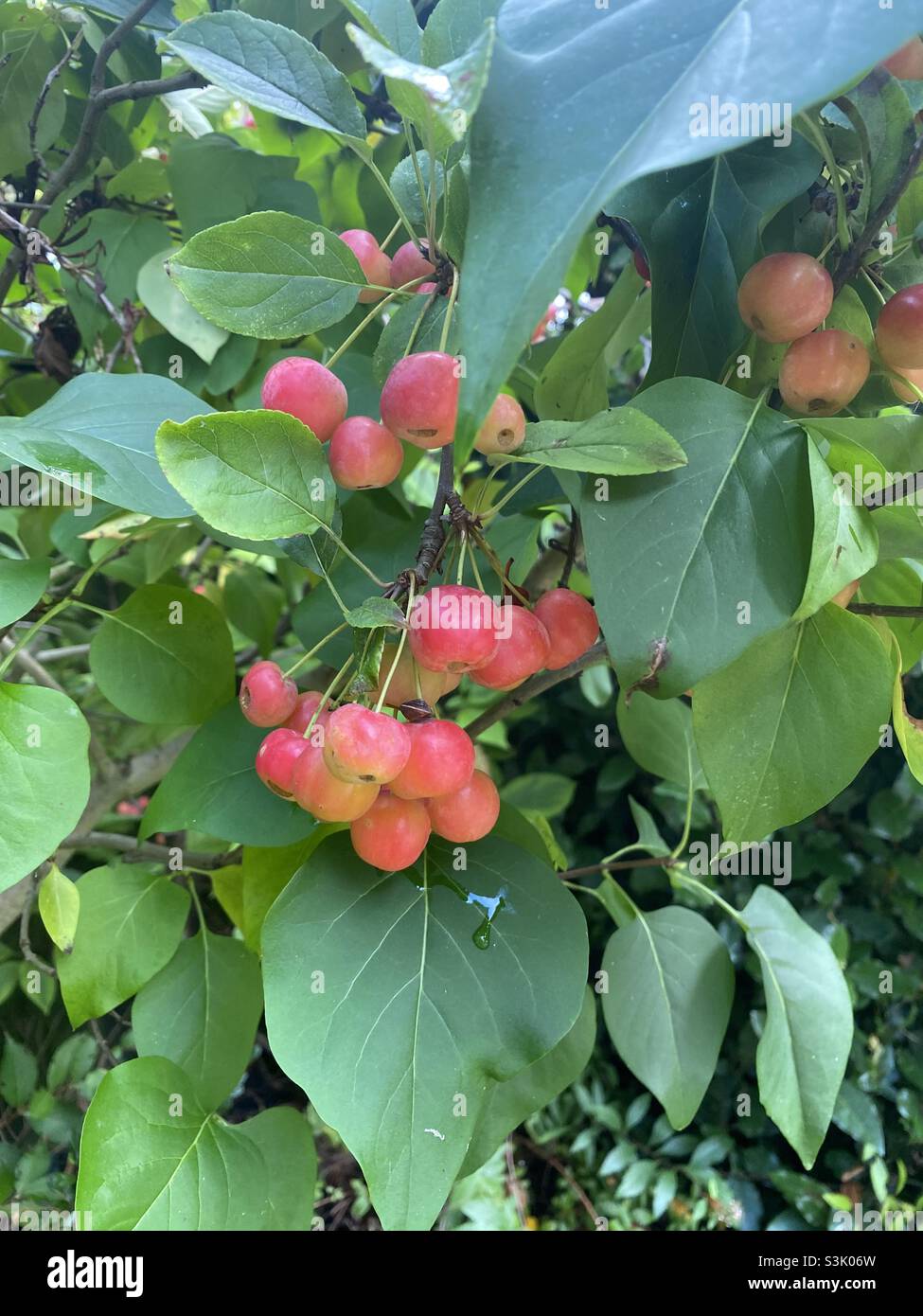 Cherries cherry tree hi-res stock photography and images - Alamy