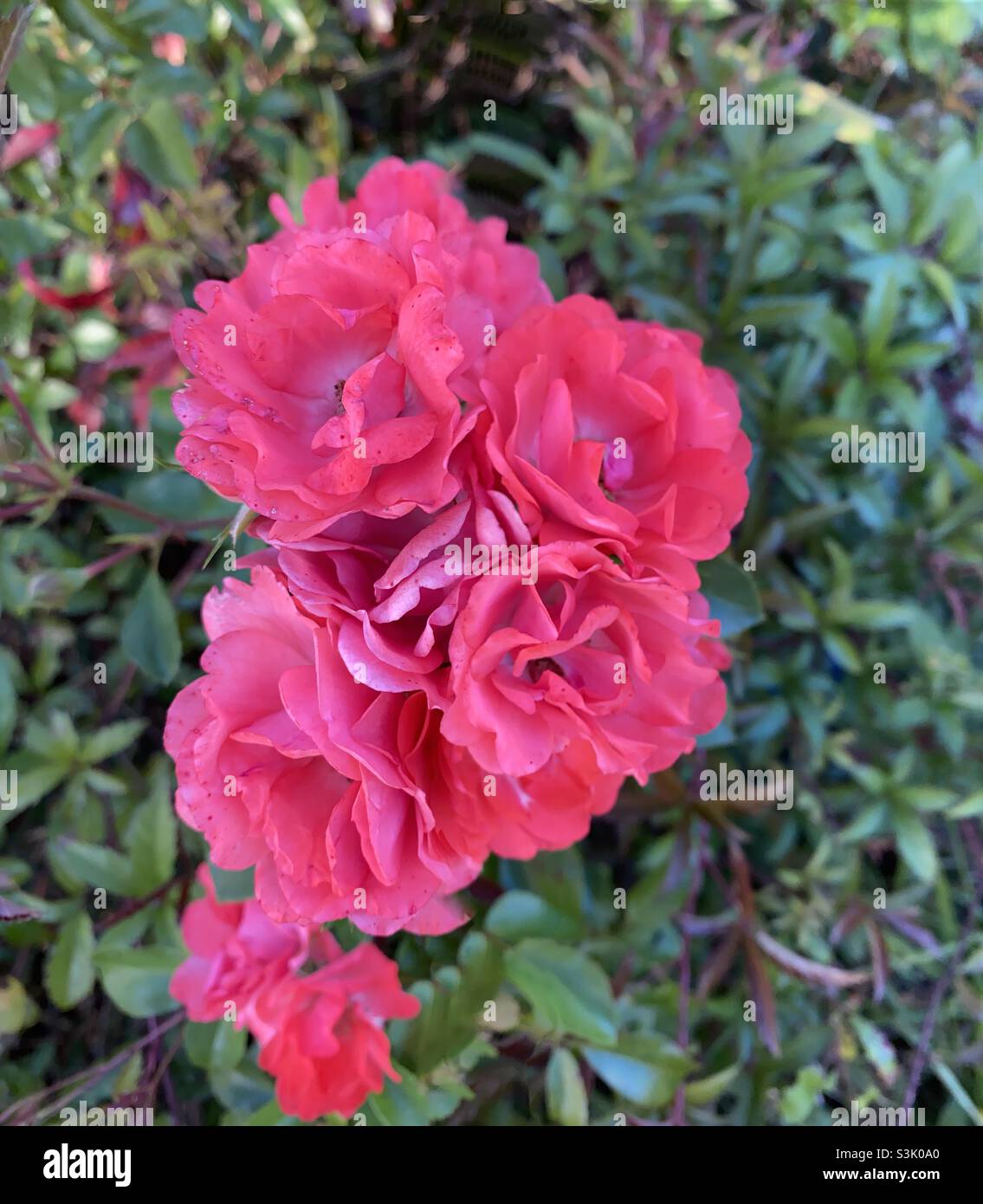 Drift roses hi-res stock photography and images - Alamy