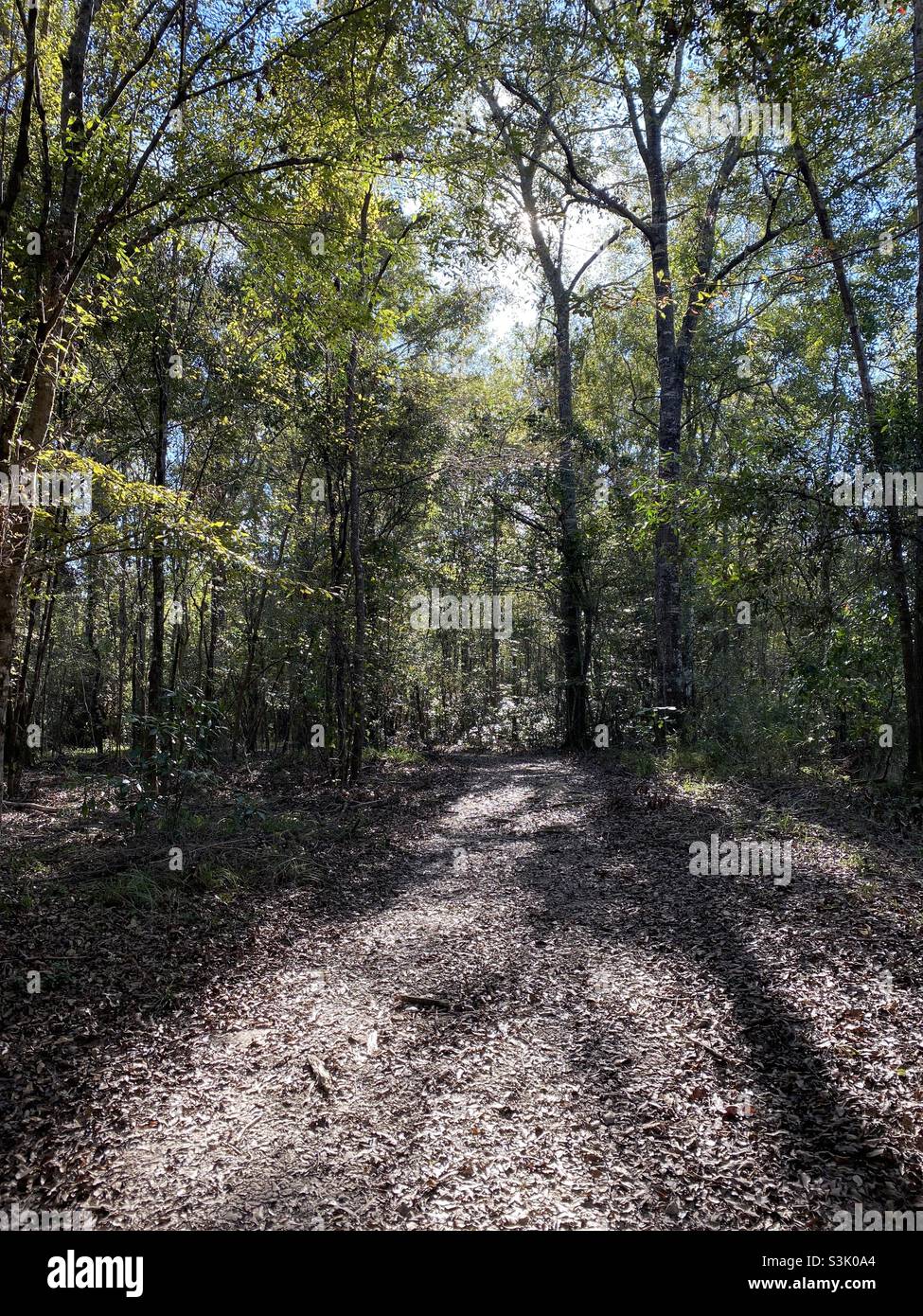 Hiking trail with the sun shining through trees Stock Photo - Alamy