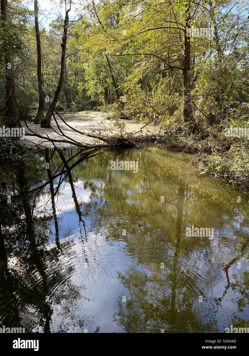 Swamp trails hi-res stock photography and images - Alamy