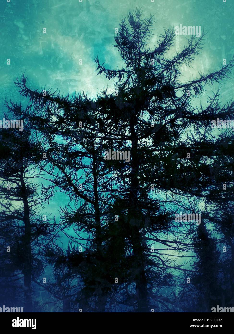 See dark trees hi-res stock photography and images - Alamy