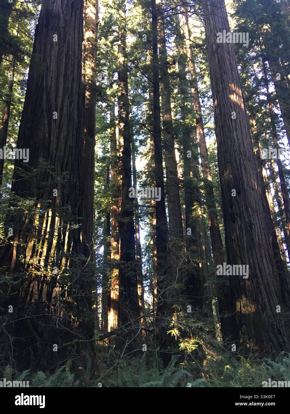 Coast redwood tree hi-res stock photography and images - Alamy