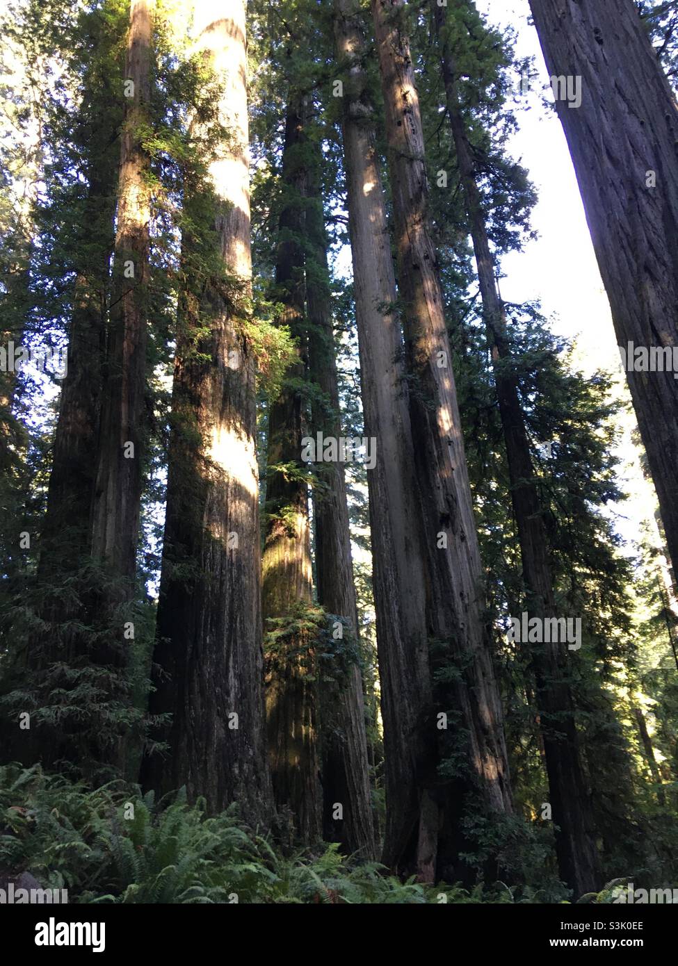 Redwood city park hi-res stock photography and images - Alamy