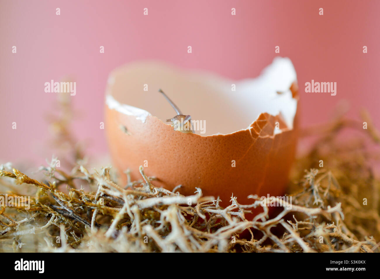 Snail egg pink hi-res stock photography and images - Alamy
