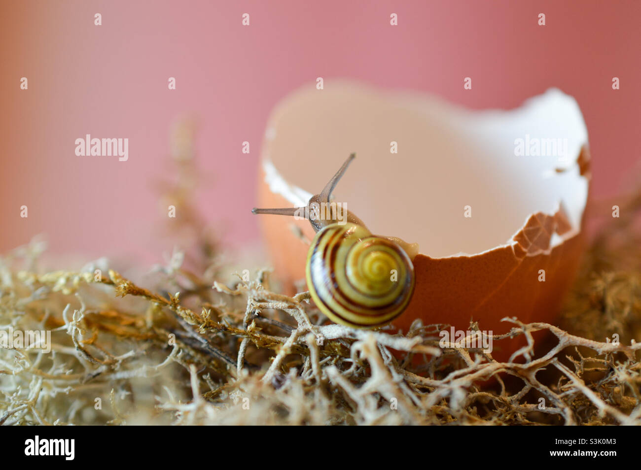 Snail egg pink hi-res stock photography and images - Alamy