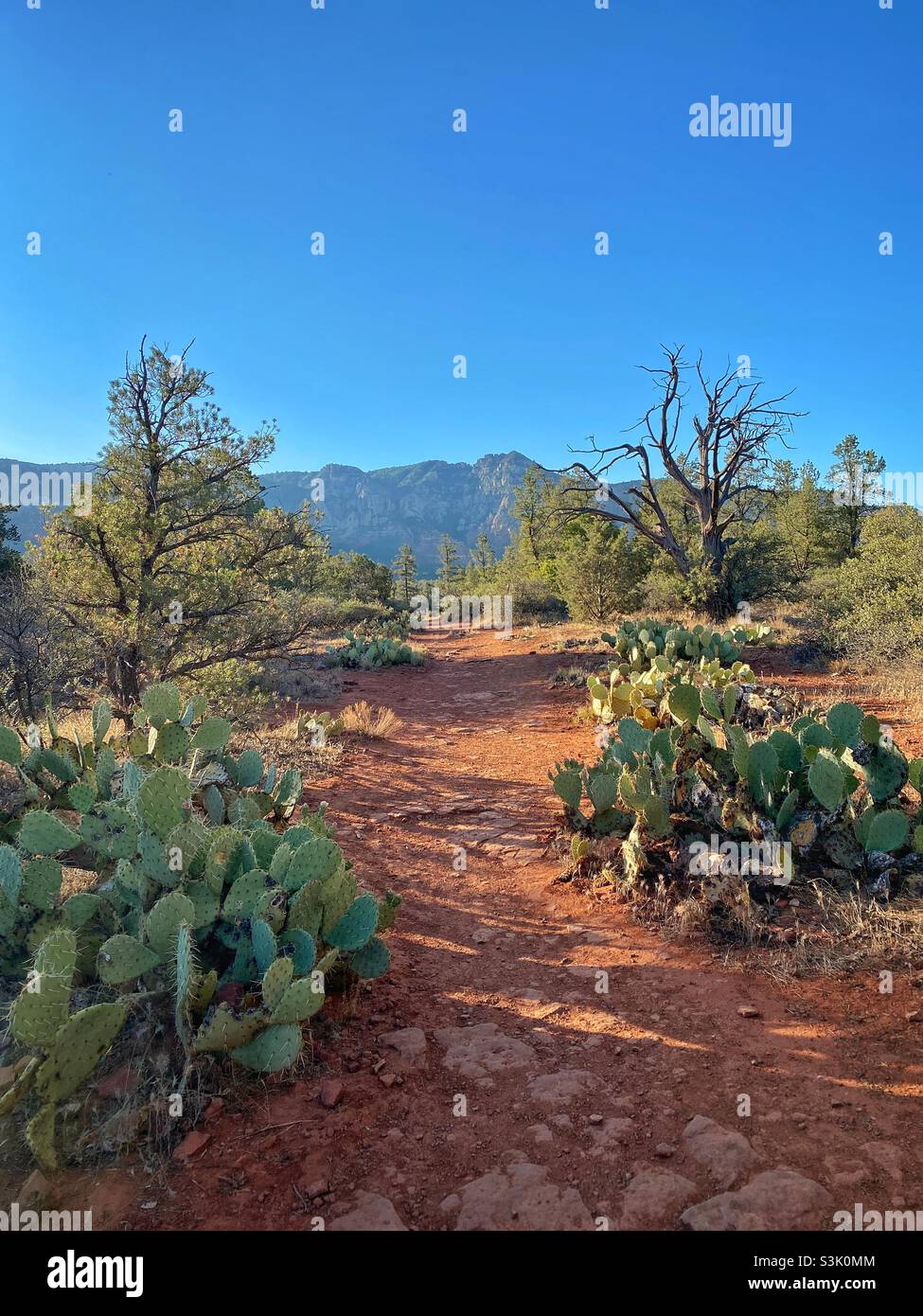 Hiking trail with pine trees and cactus near red rock formation Snoopy ...