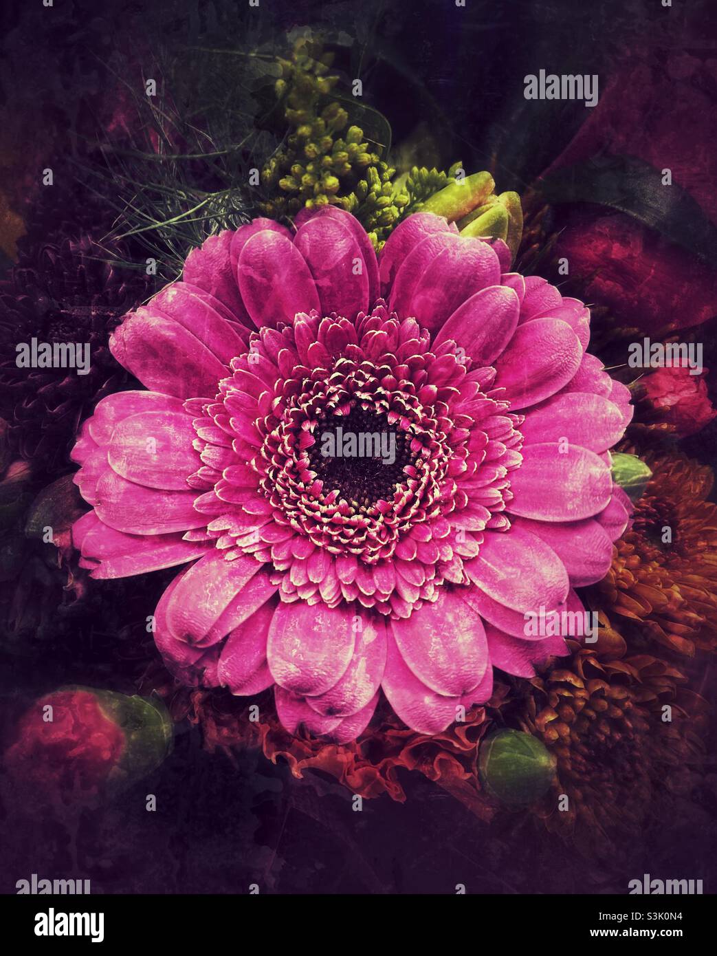 Pink daisy hi-res stock photography and images - Alamy