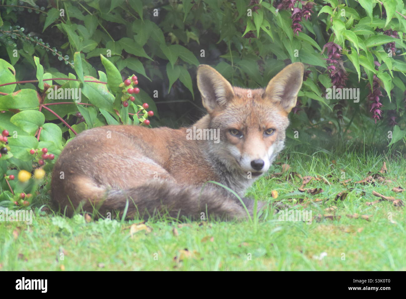 Basil brush fox hi-res stock photography and images - Alamy