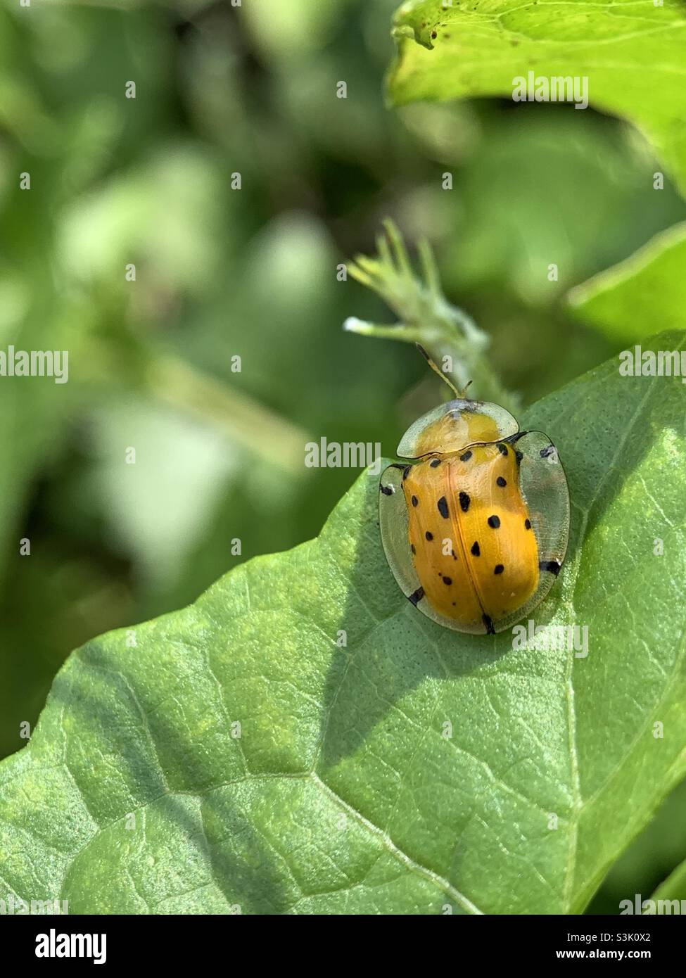 Lady bugs hi-res stock photography and images - Alamy