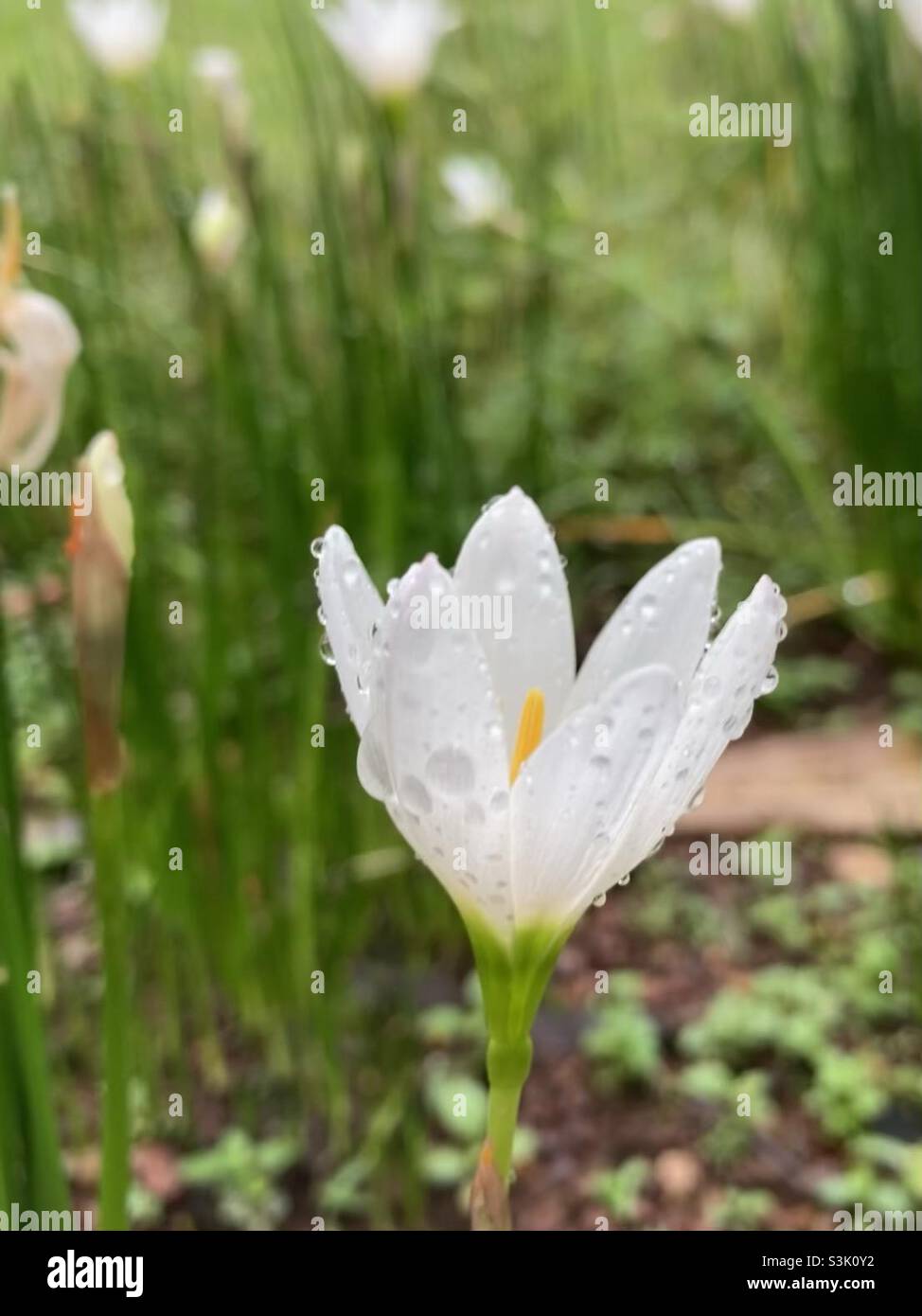 Lily lily 12 hi-res stock photography and images - Alamy